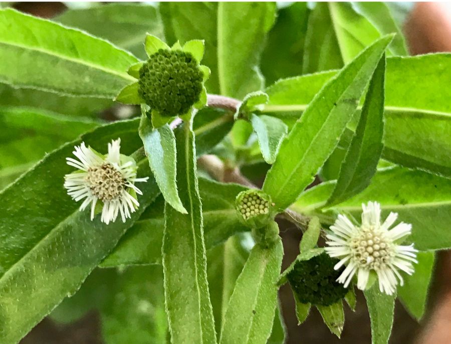 Bhringraj – The Ayurvedic Wonder Herb For Hair – Sadhev